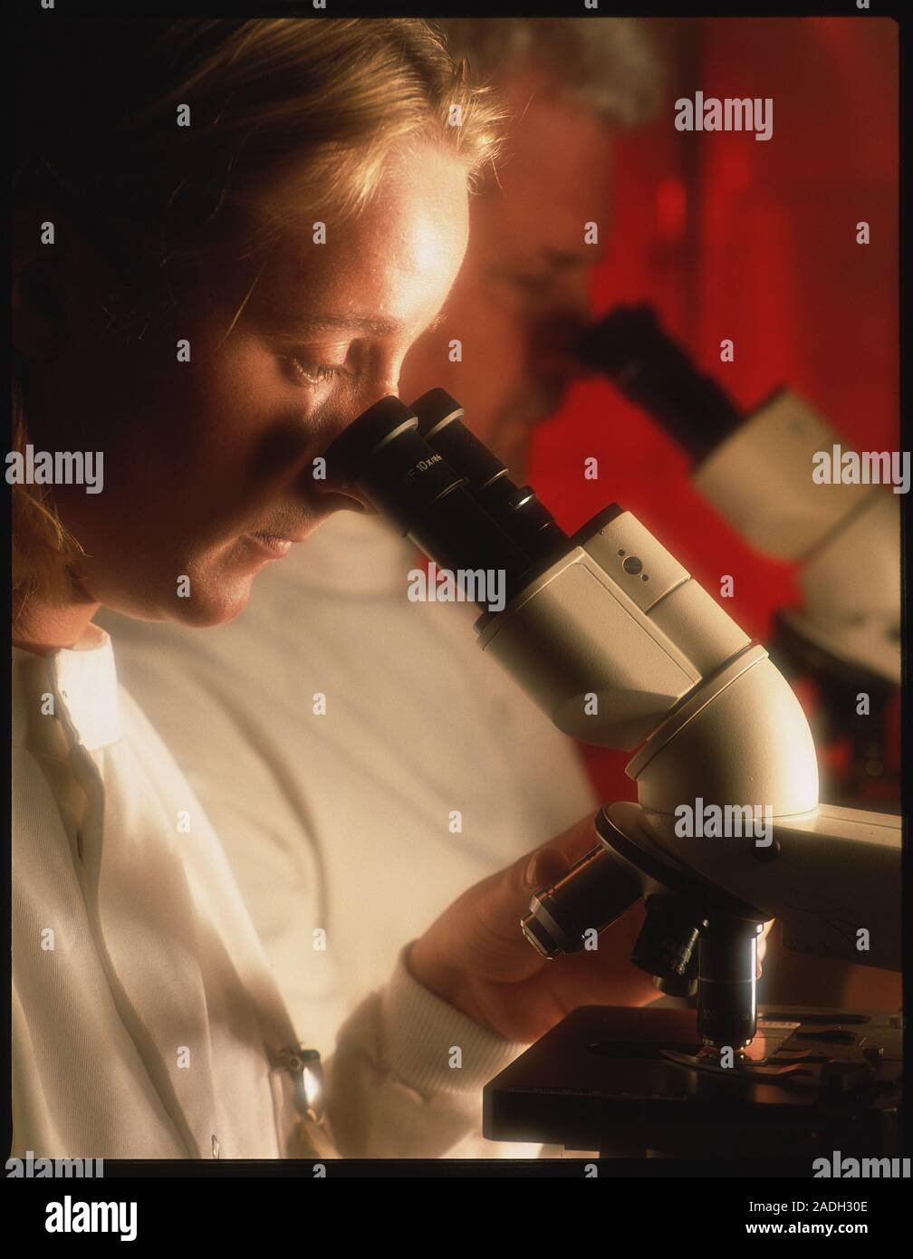 Binocular microscope. Technicians examining slides using binocular ...