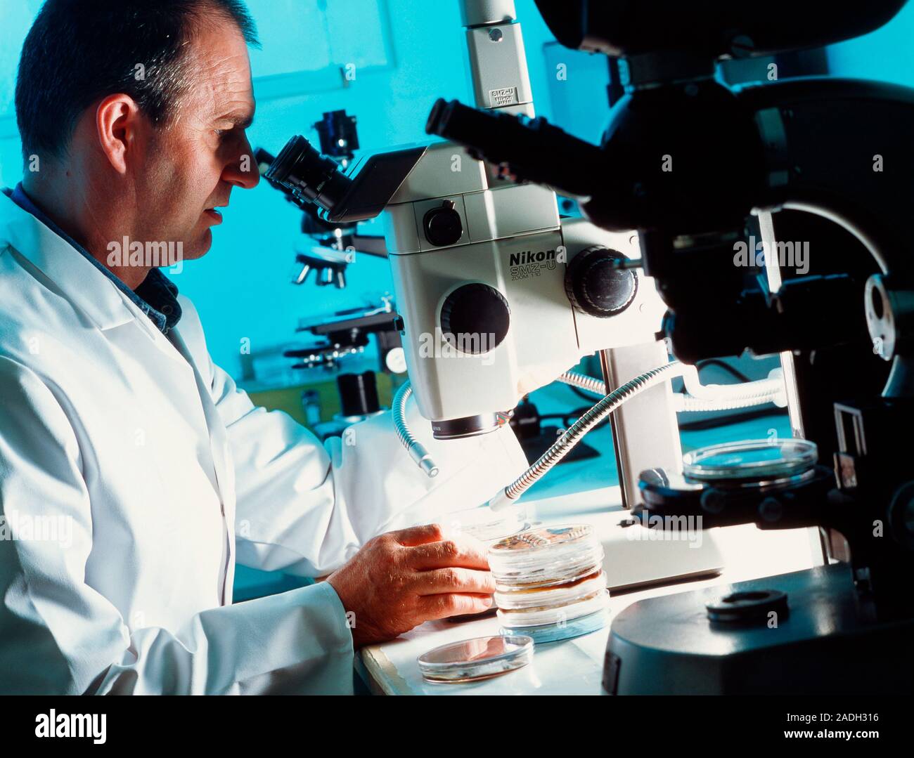 Light microscopy. Technician using a light, or optical, microscope to ...