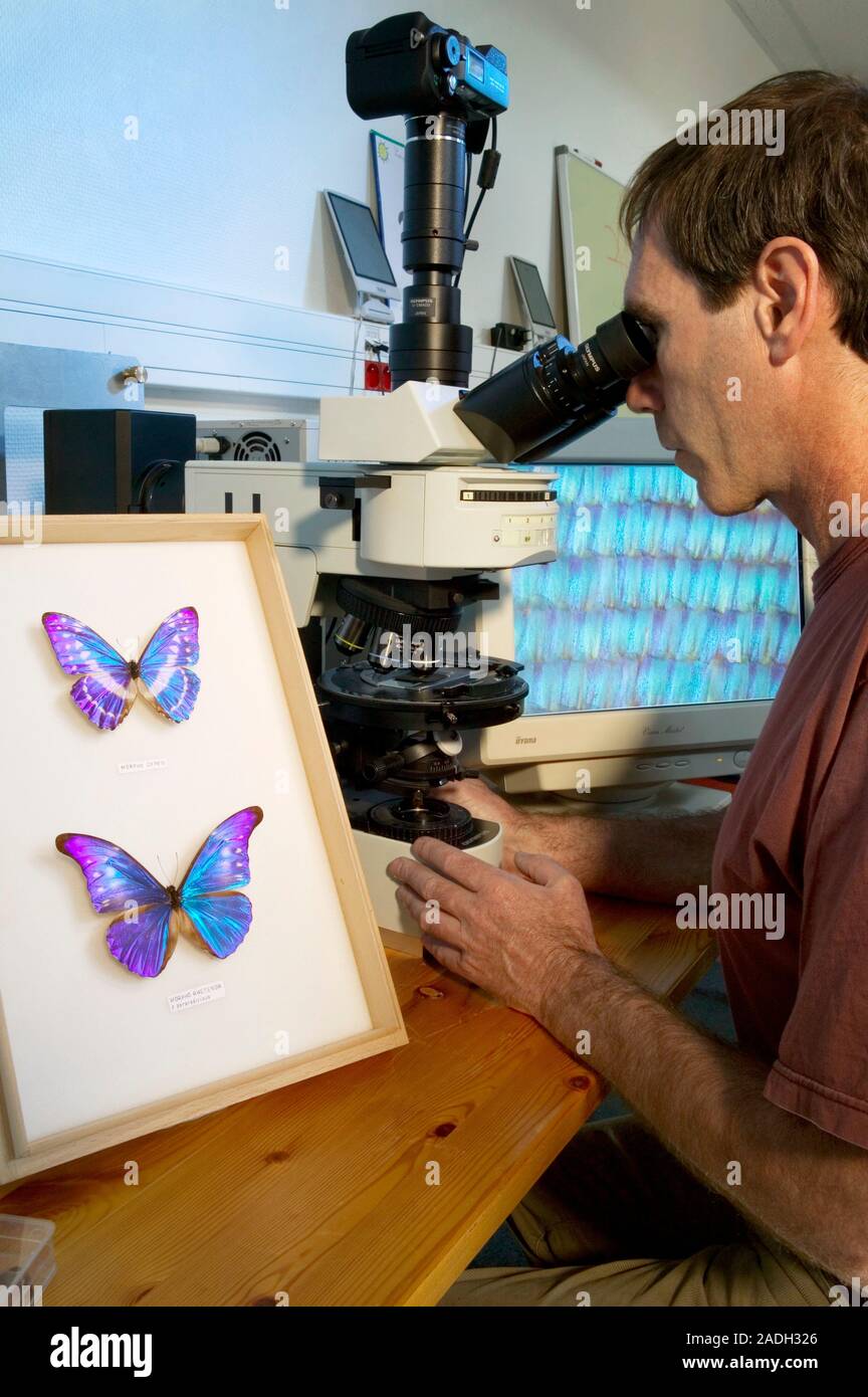 Light microscope. Scientist using a light microscope to study the wings ...
