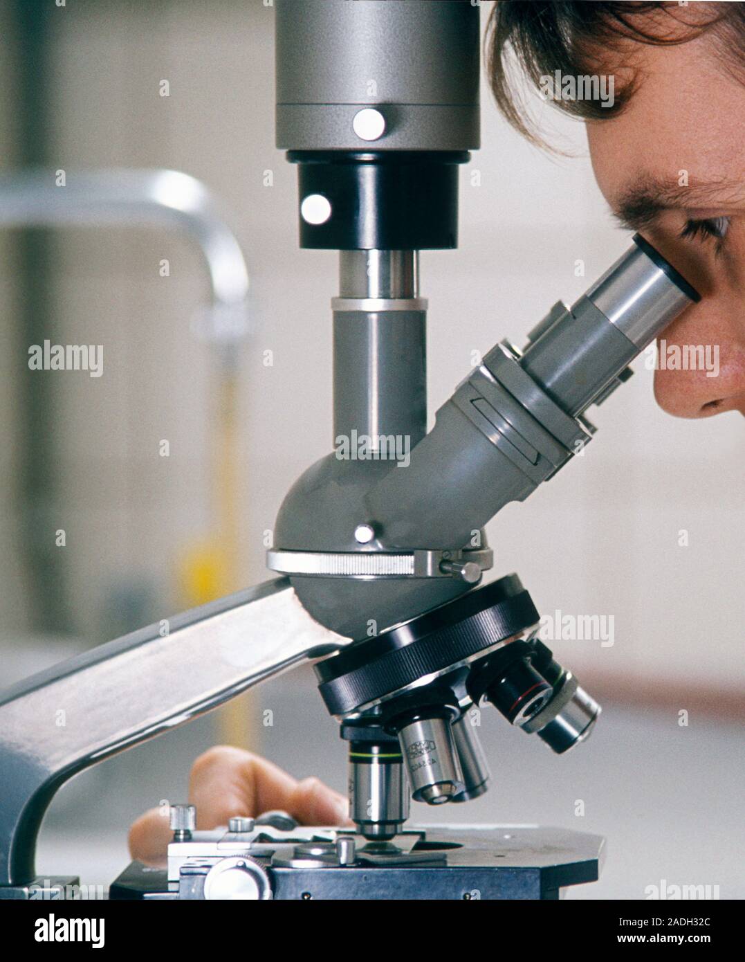 MODEL RELEASED. Light microscopy. Researcher using a light microscope ...