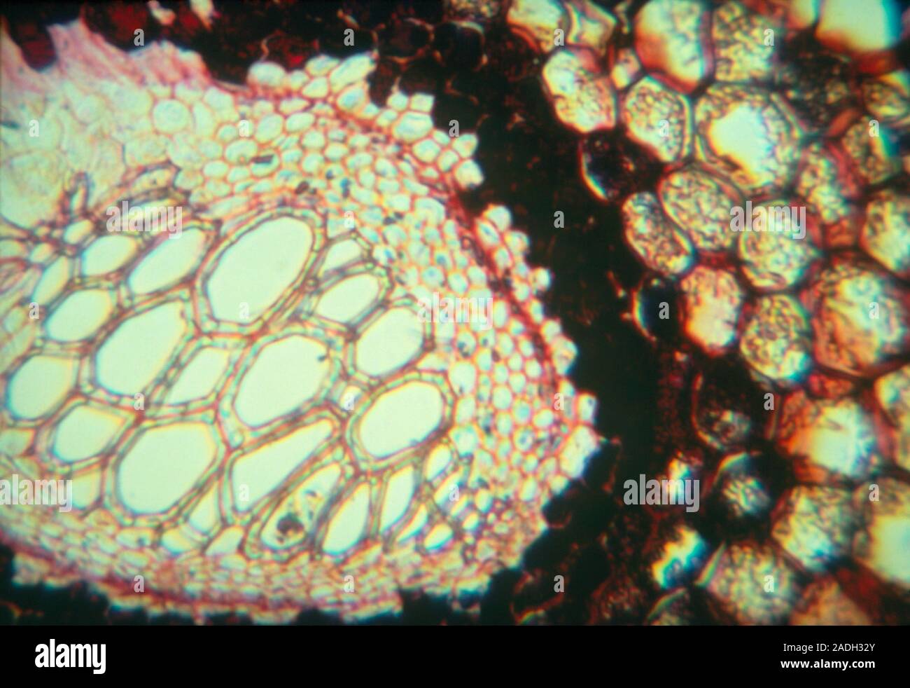 Light micrograph of a transverse section of the Royal fern, Osmunda ...