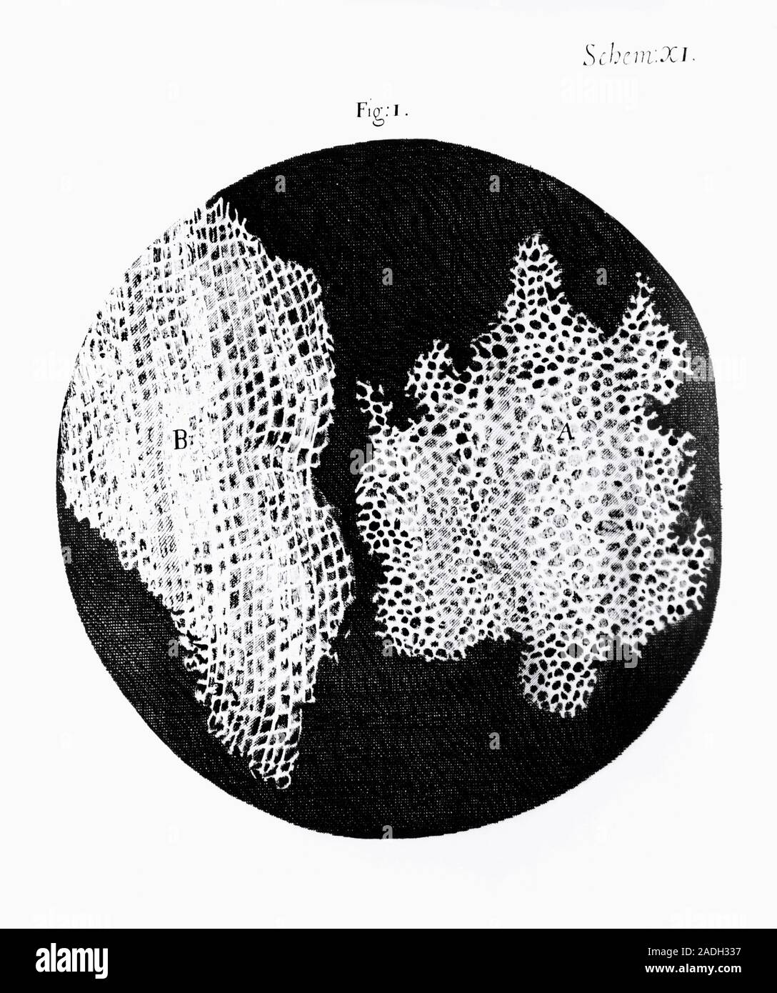 Drawing of cork seen under a microscope; the first picture showing ...
