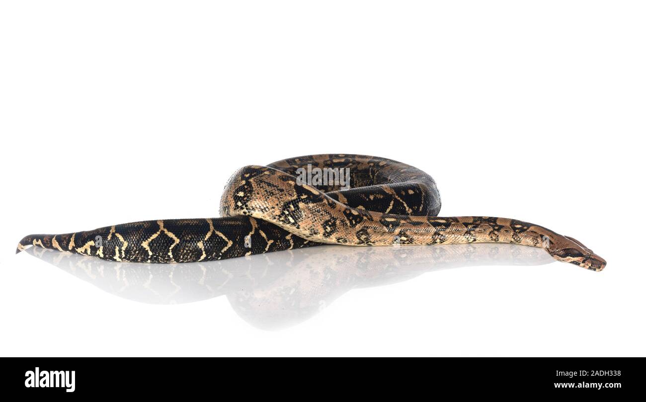 Boa imperator in front of white background Stock Photo - Alamy