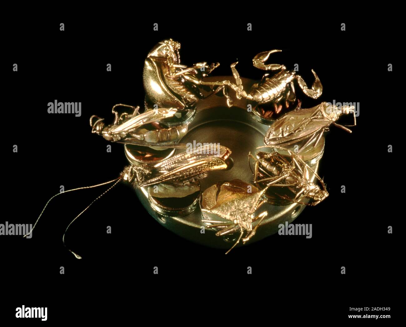 Invertebrate samples. (Image 2 of 2). Scanning electron microscope (SEM ...