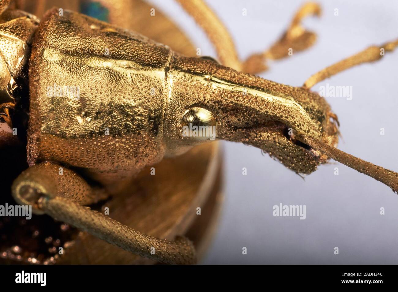 Weevil (Eupholus sp.) plated with a fine layer of gold to enable it to ...