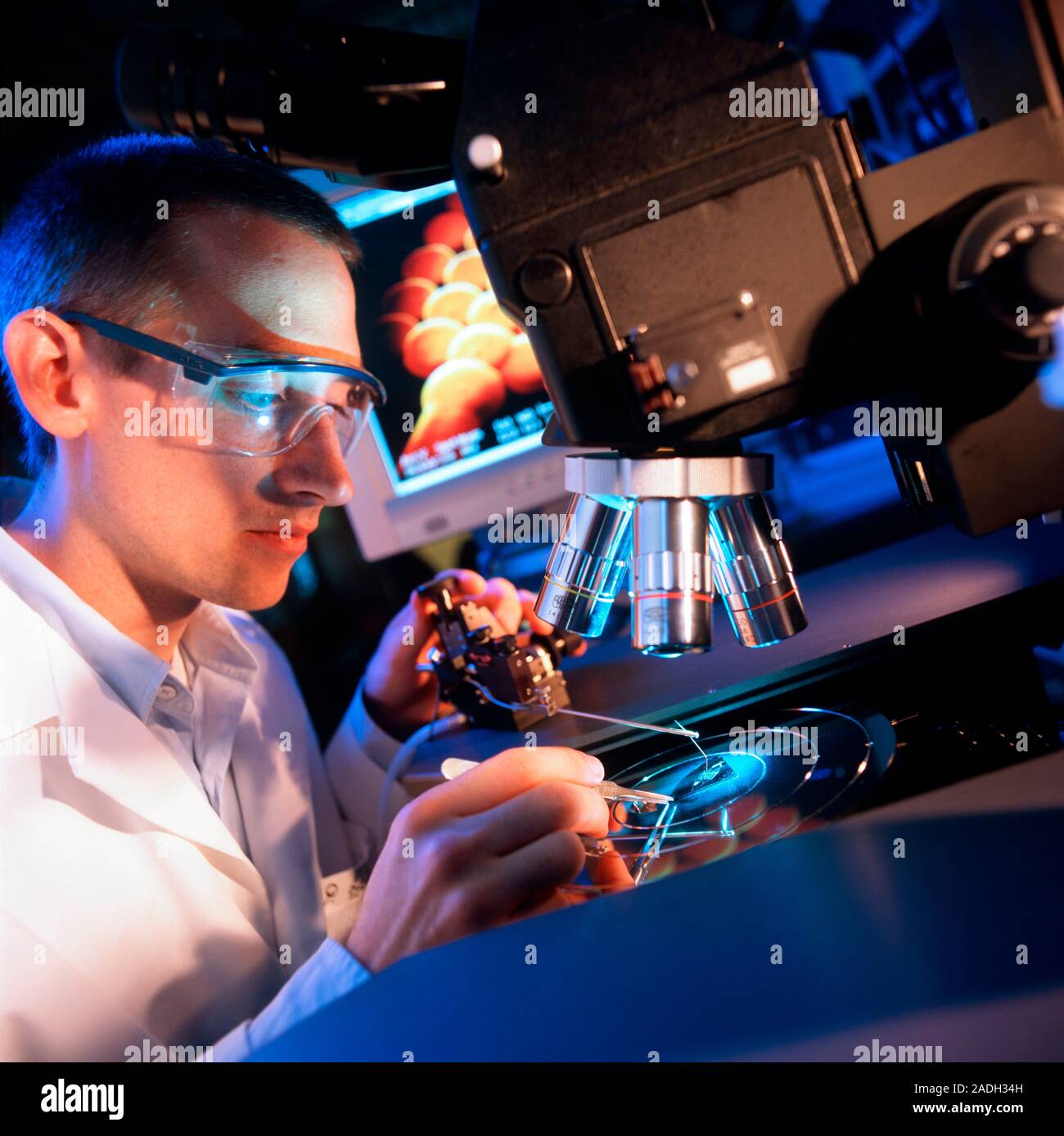 Preparing microscopy sample. Researcher preparing a sample for ...