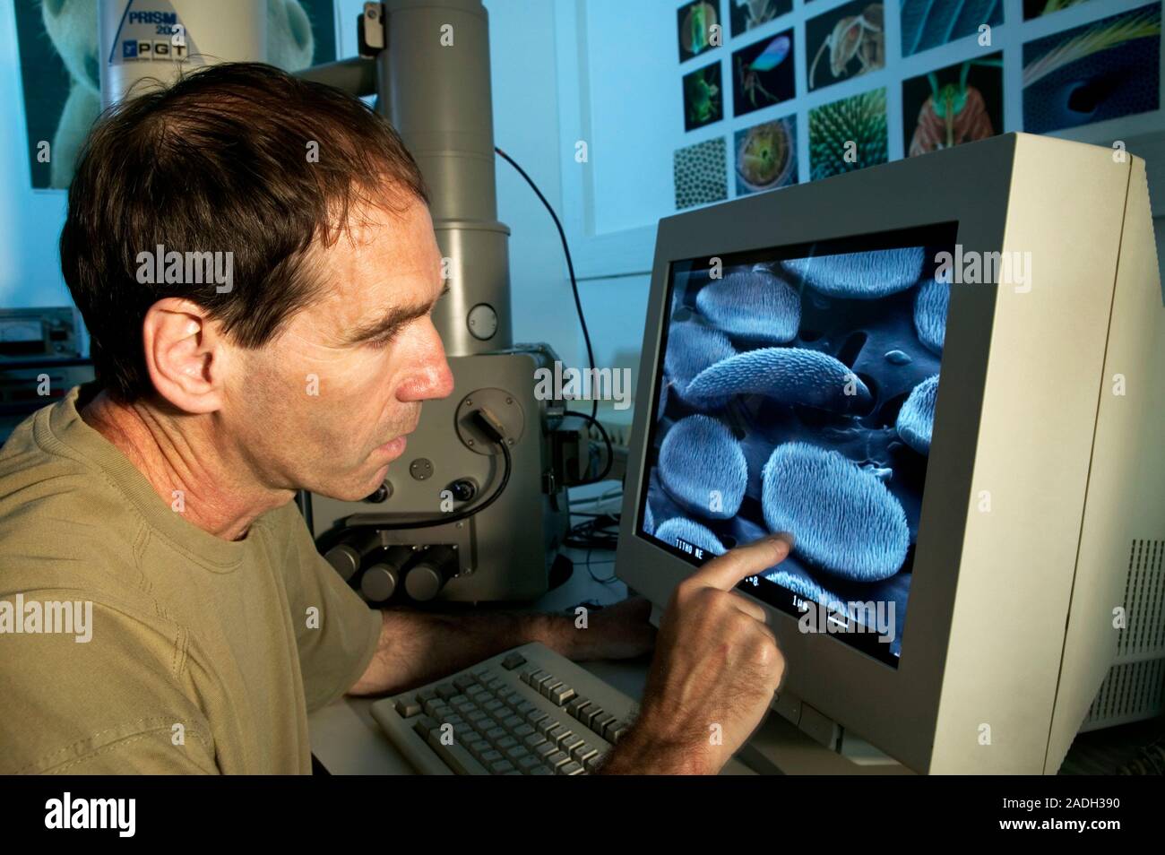 Scanning electron microscope. Scientist studying the exoskeleton of an ...