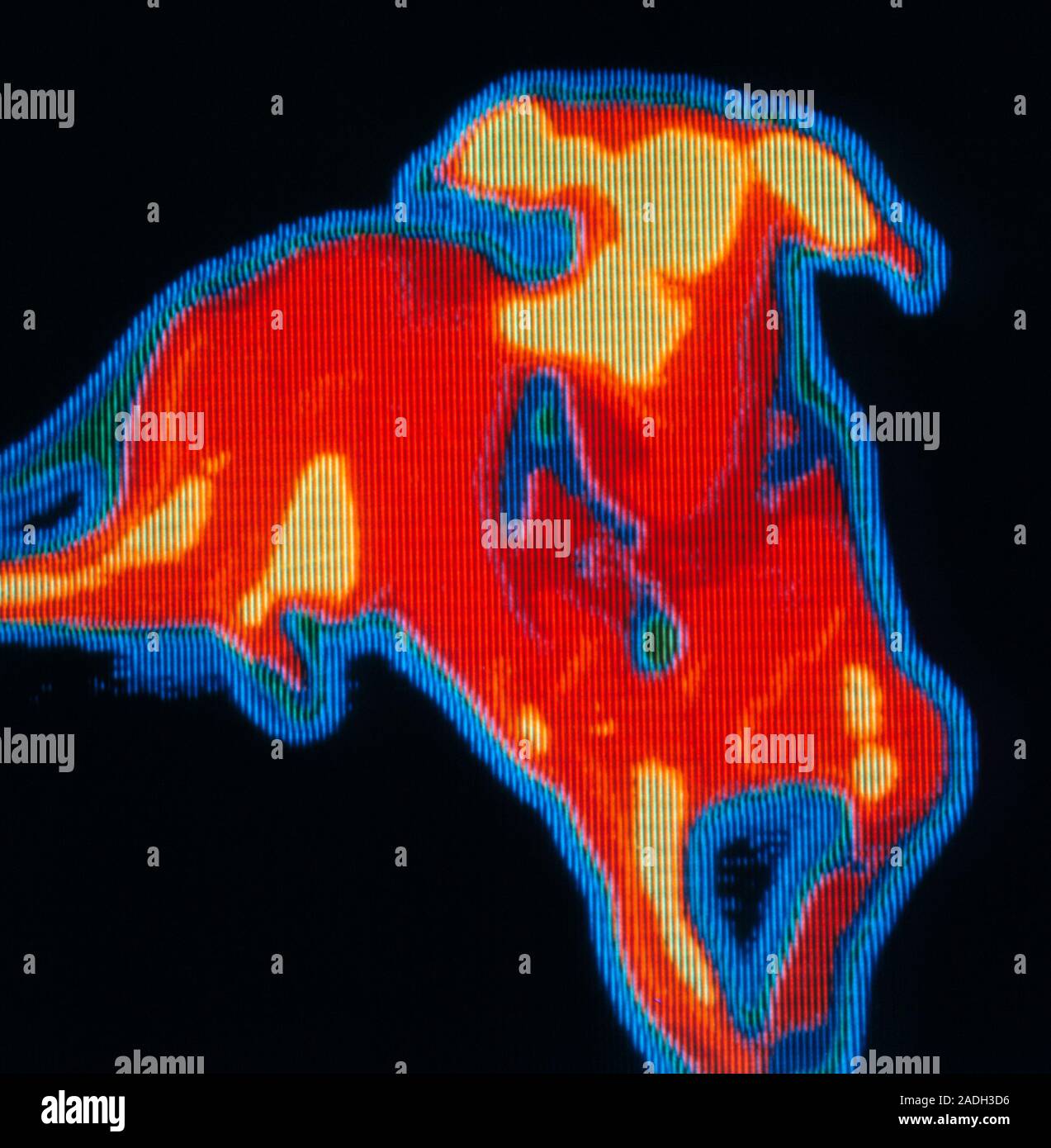Domestic dog. Thermogram of a domestic dog (Canis familiaris). The ...