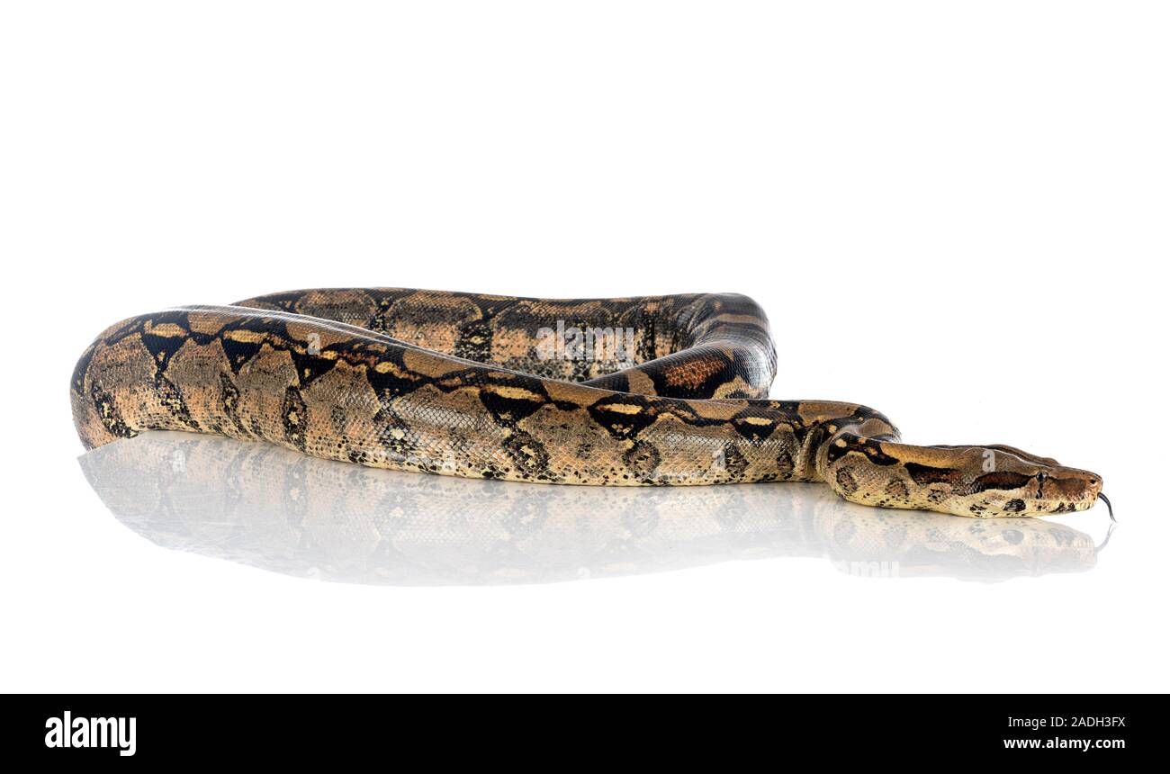 Boa imperator in front of white background Stock Photo - Alamy