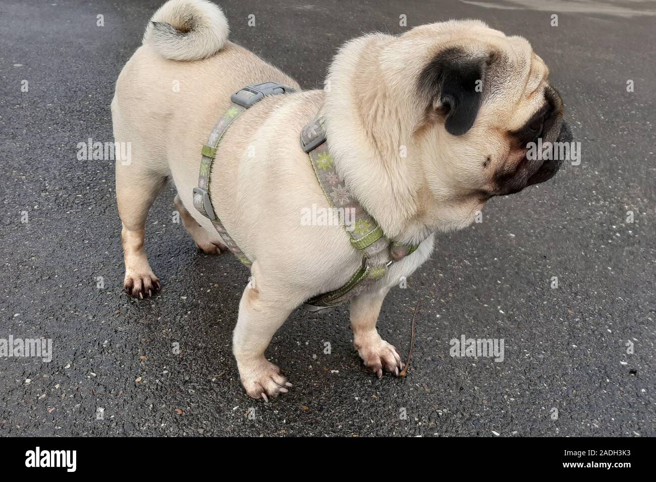 Pug is standing on the wet asphalt. Autumn walk with a dog Stock Photo ...