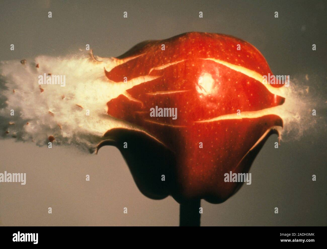High speed photograph of a . 22 calibre bullet striking an apple. Most ...
