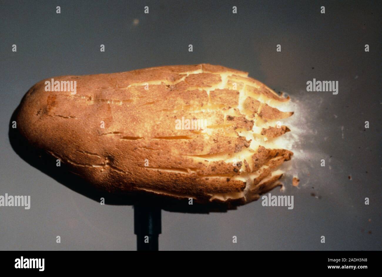 High speed photograph of a . 22 calibre bullet entering a potato. The ...