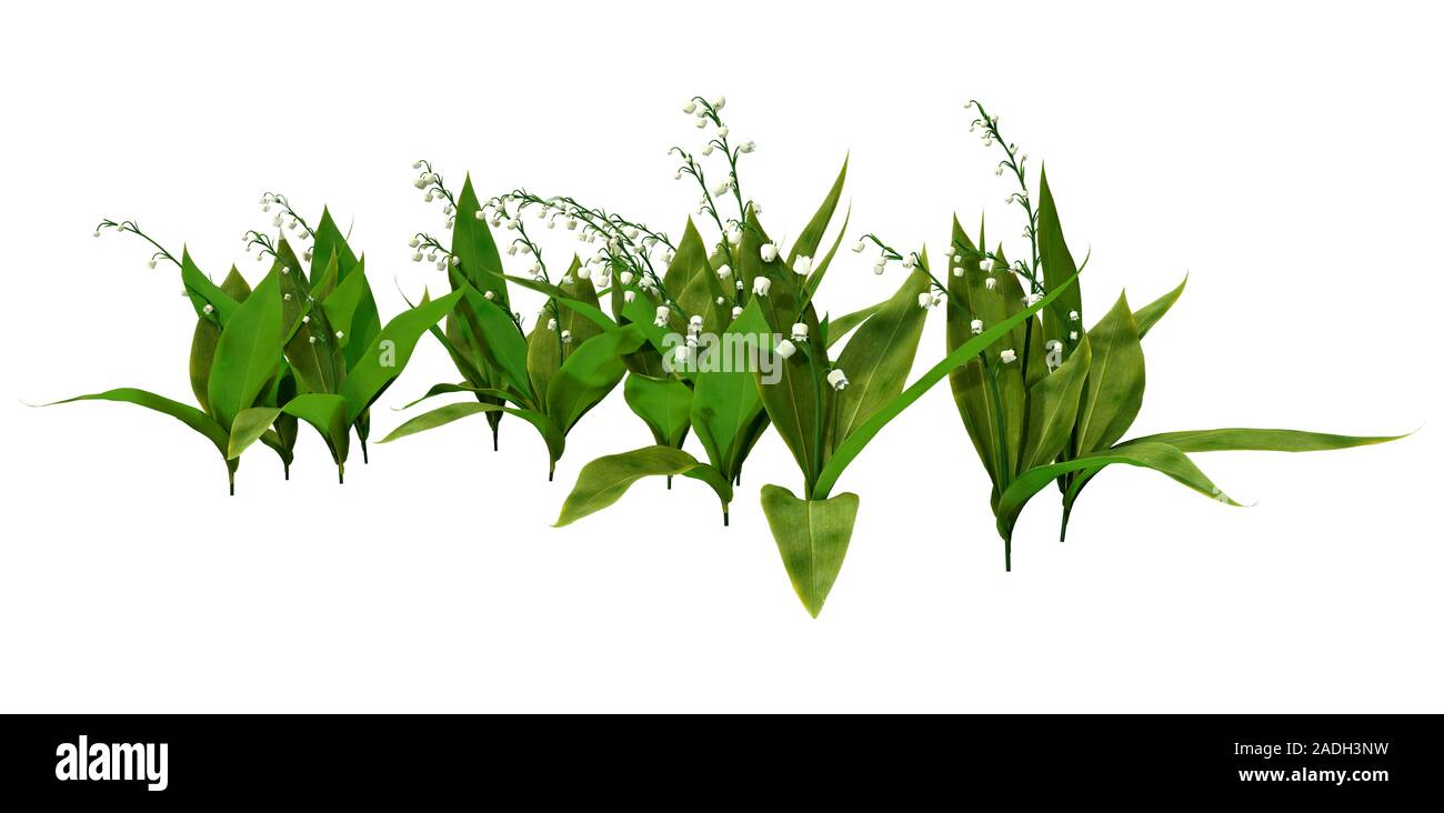 3D rendering of Lily of the valley flowers or Convallaria majalis ...