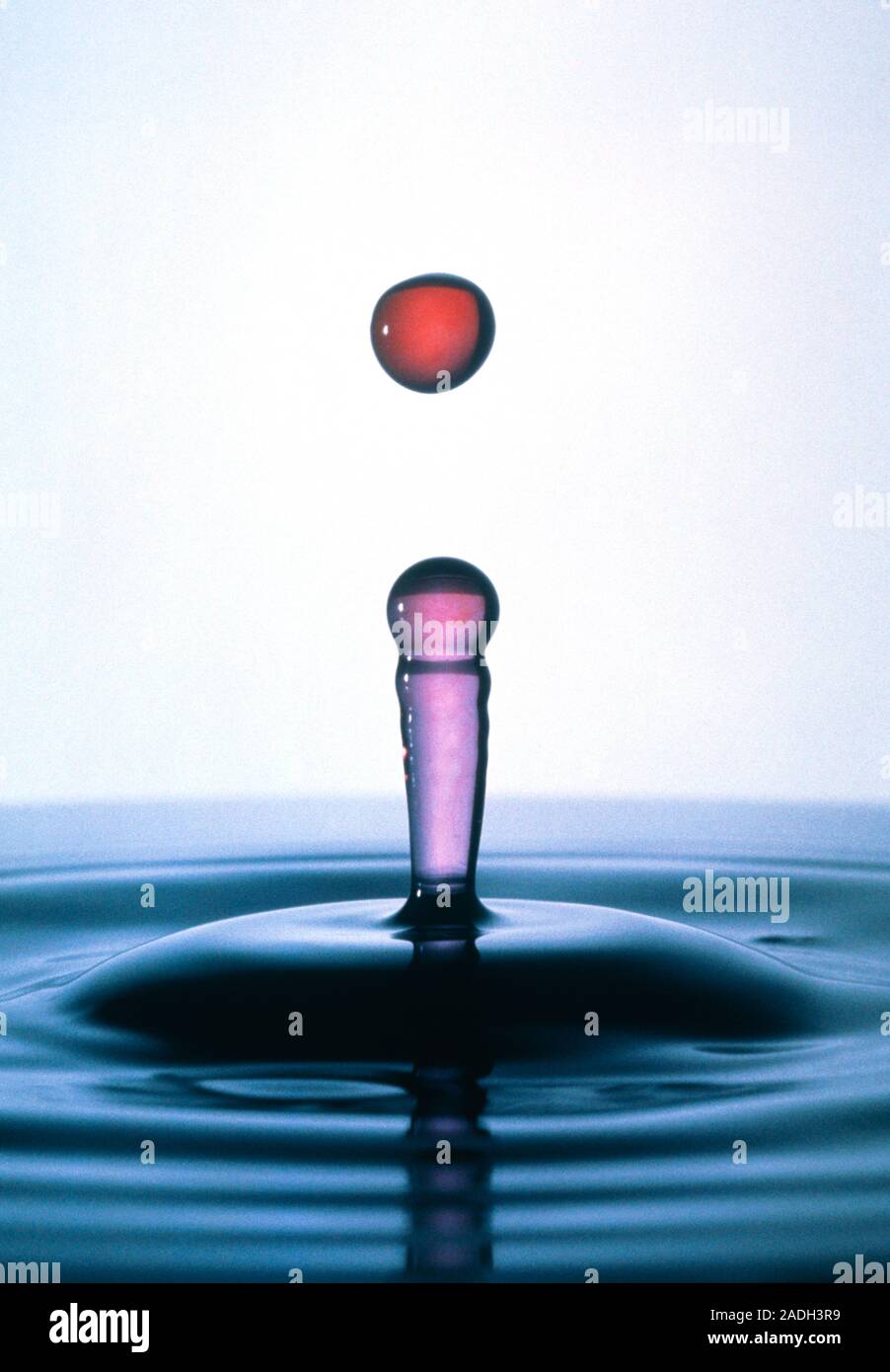 High speed photograph of secondary drop formation after the impact of a ...