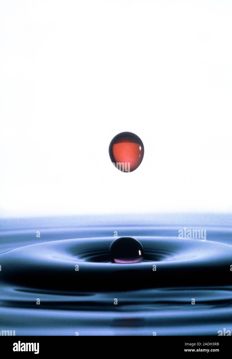 High speed photograph of secondary drop formation after the impact of a ...