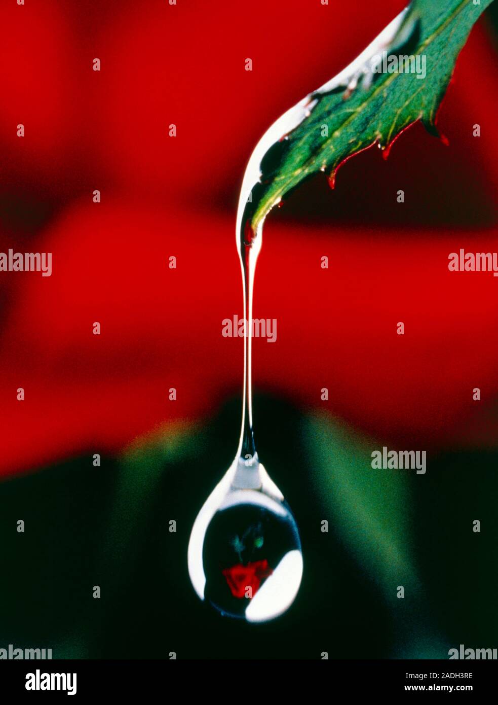 Water drop. High-speed flash photograph of a droplet of water falling ...