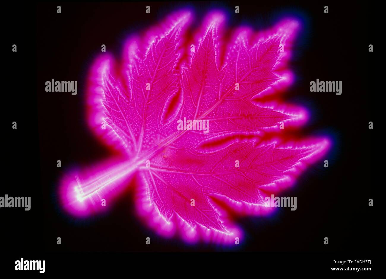 Kirlian photograph of a maple leaf. Kirlian photography records the ...