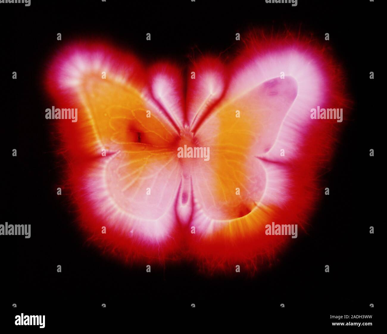 Model butterfly. Kirlian photograph of a model butterfly showing the ...