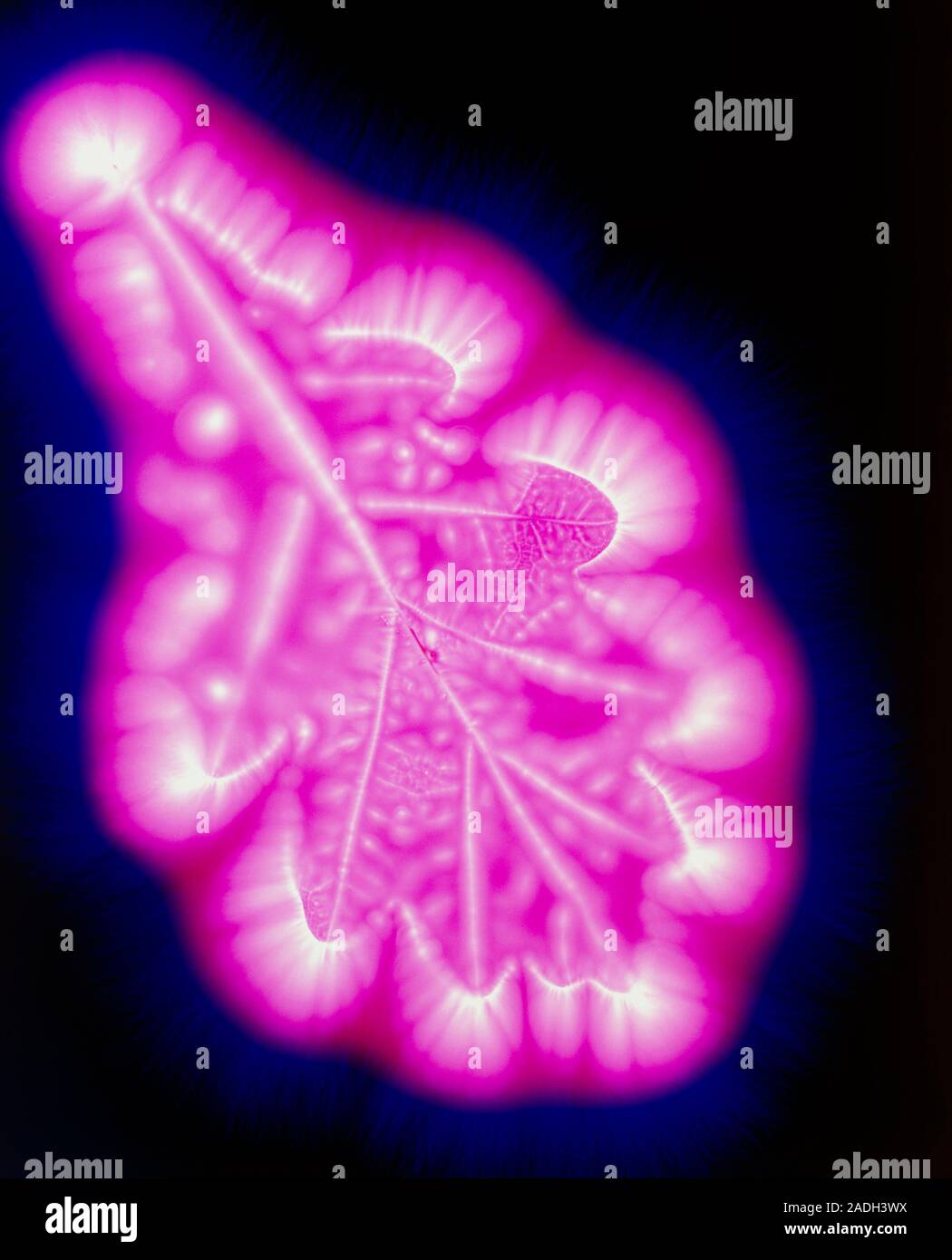Oak leaf. Kirlian photograph of a leaf of the oak tree (Quercus sp ...