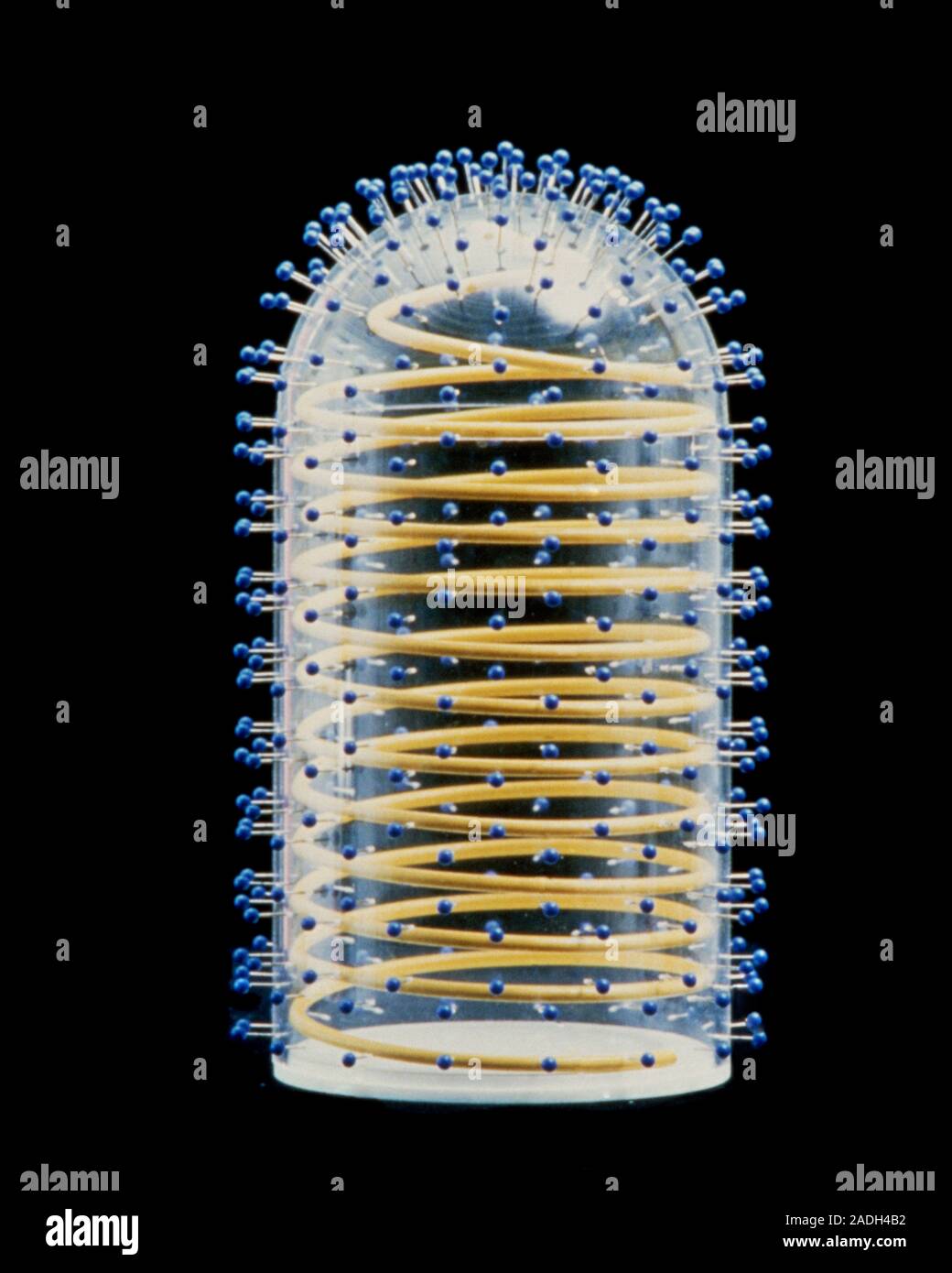 Structural model of a rhabdovirus particle, the virus causing rabies ...