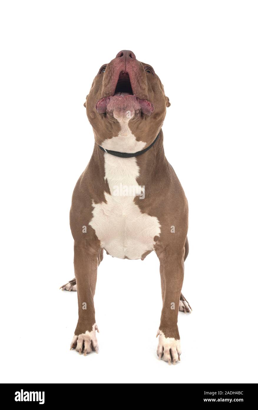 american bully in front of white background Stock Photo - Alamy
