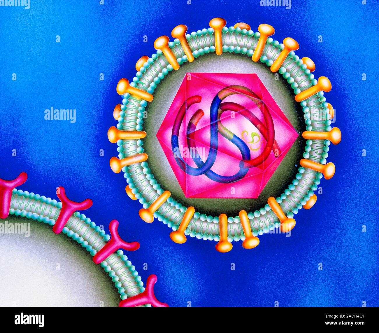 Illustration of the retrovirus HIV-1 (centre) responsible for AIDS ...