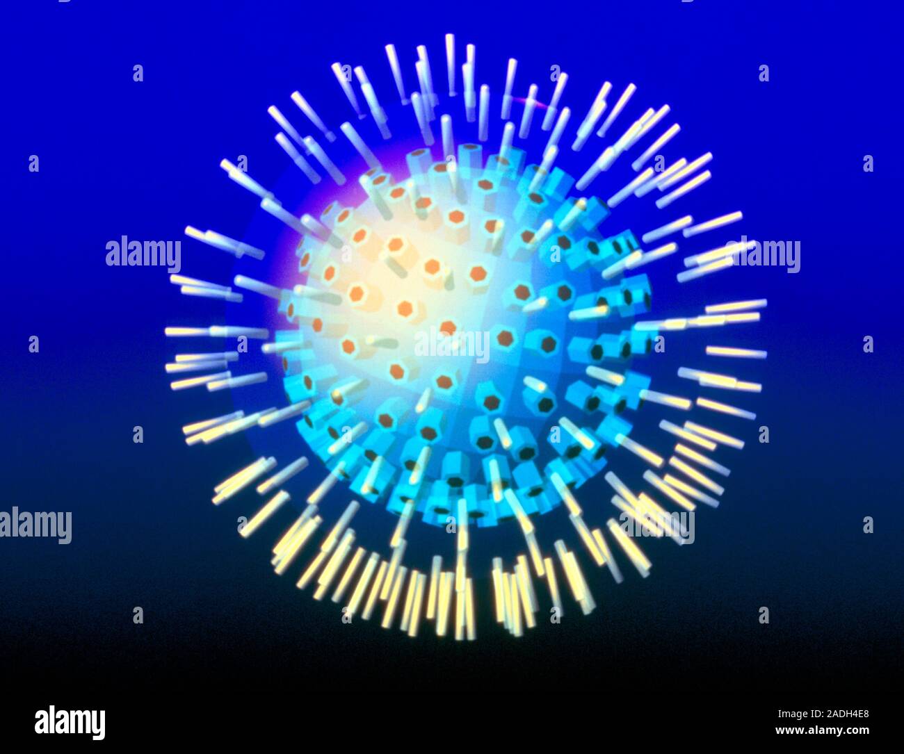 Computer graphic illustration of a Herpes simplex virus. This virus is ...