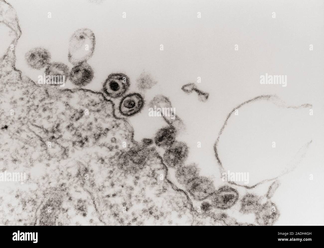 AIDS virus. Transmission electron micrograph (TEM) of a T-lymphocyte ...