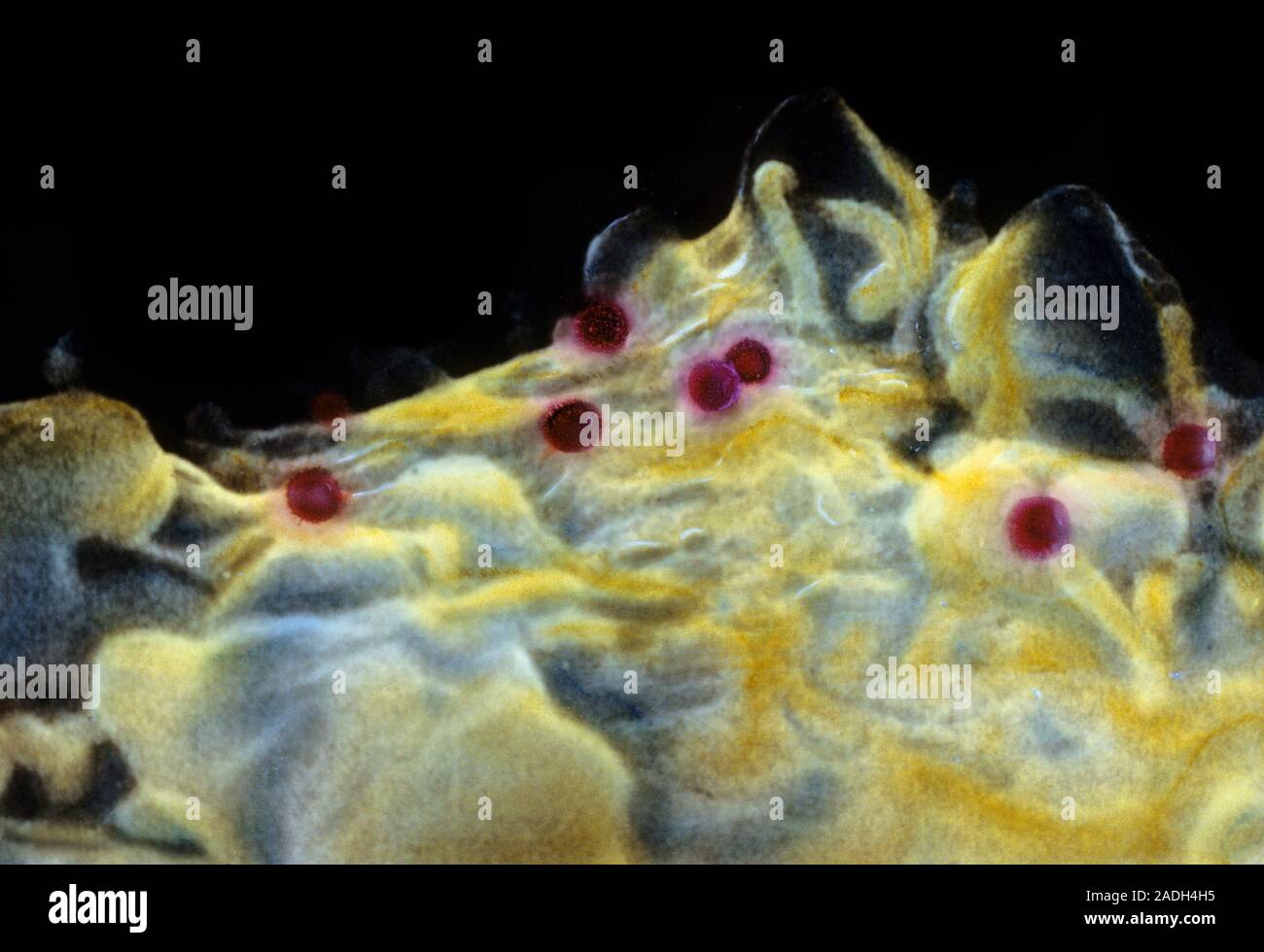 AIDS virus. Coloured scanning electron micrograph (SEM) of Human ...