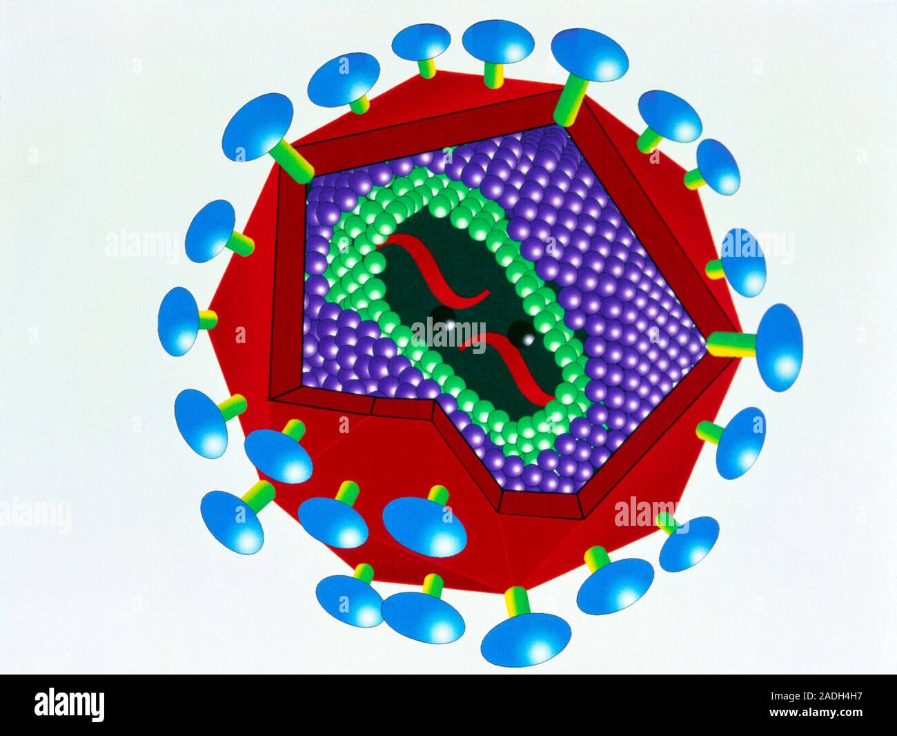 HIV-1 retrovirus. Artwork showing the structure of the HIV-1 virus, the ...