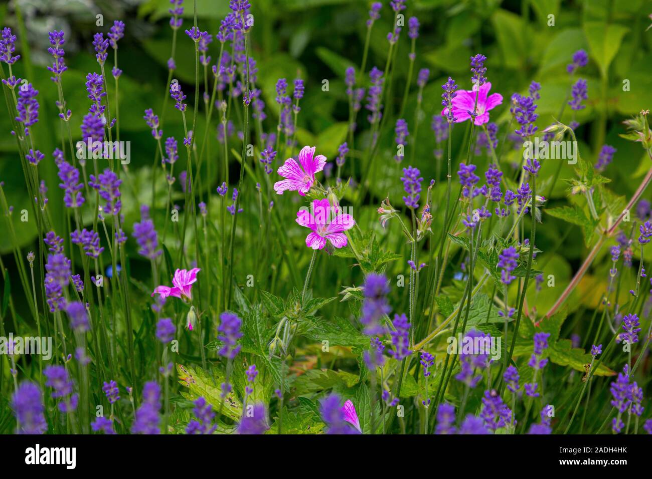 Planting combination of Geranium and Lavandula Stock Photo - Alamy