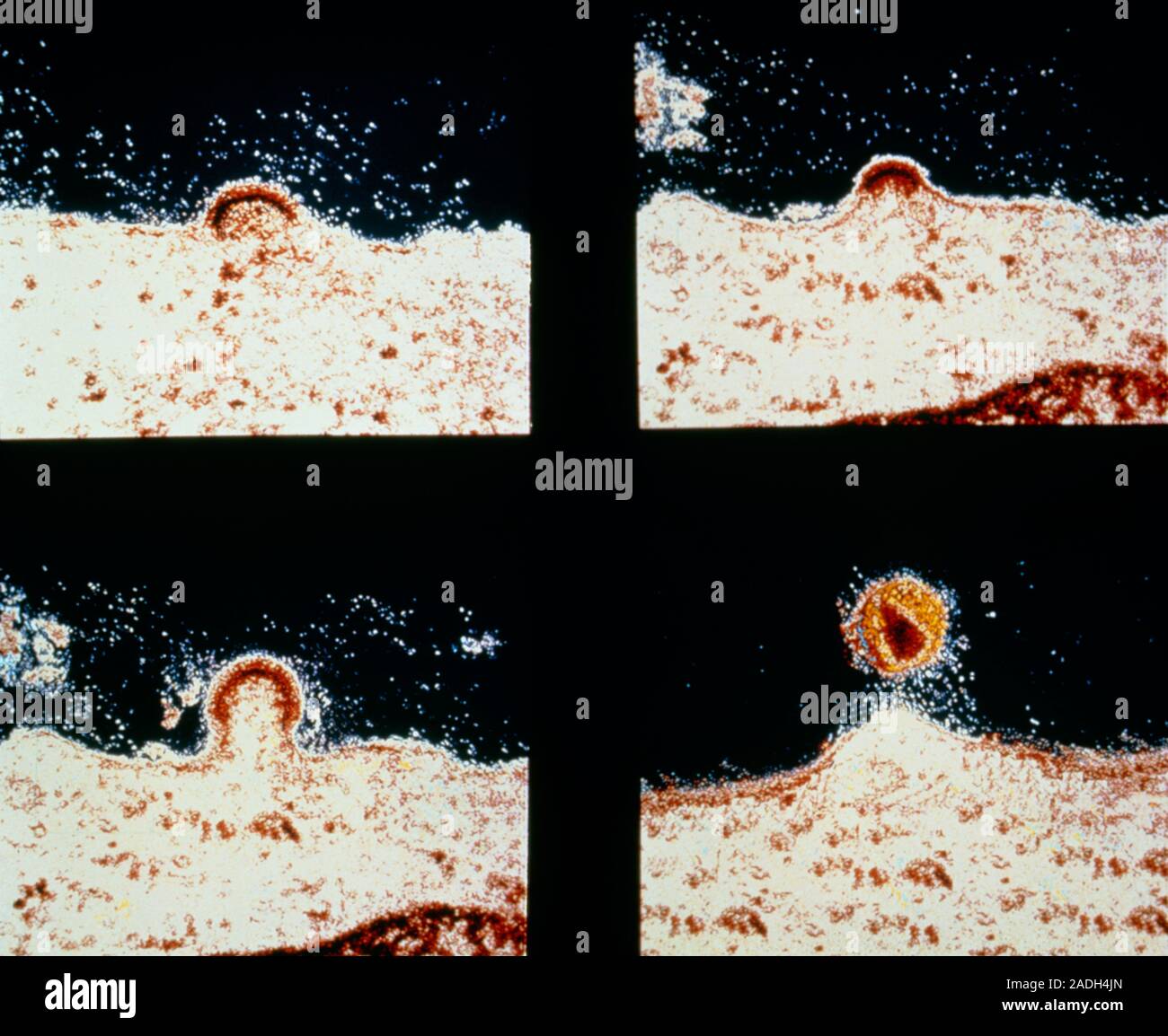 HIV virus budding from cell. Coloured Transmission Electron Micrograph ...
