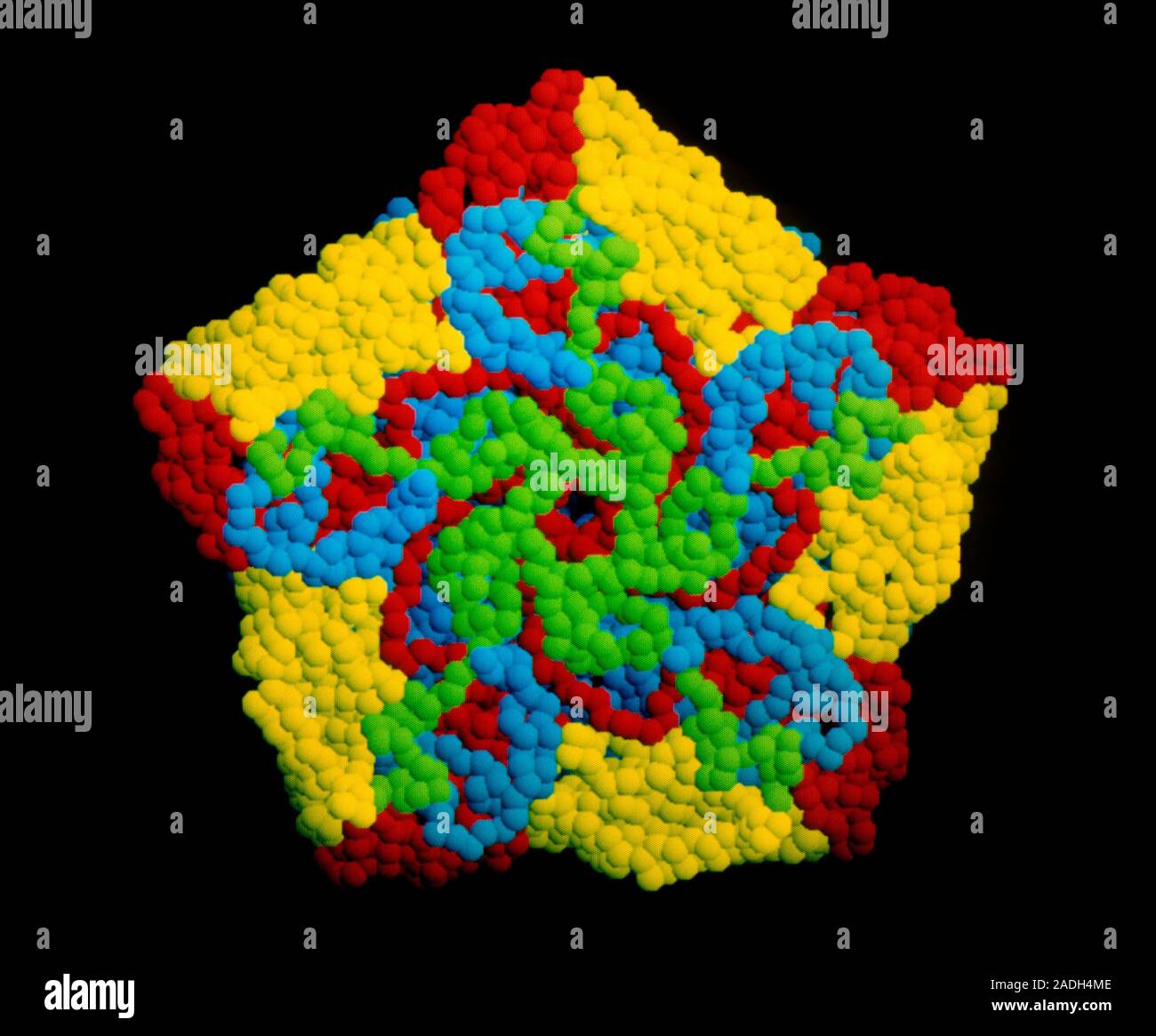 Polio virus pentamer. Molecular graphic of a pentamer from the outer ...