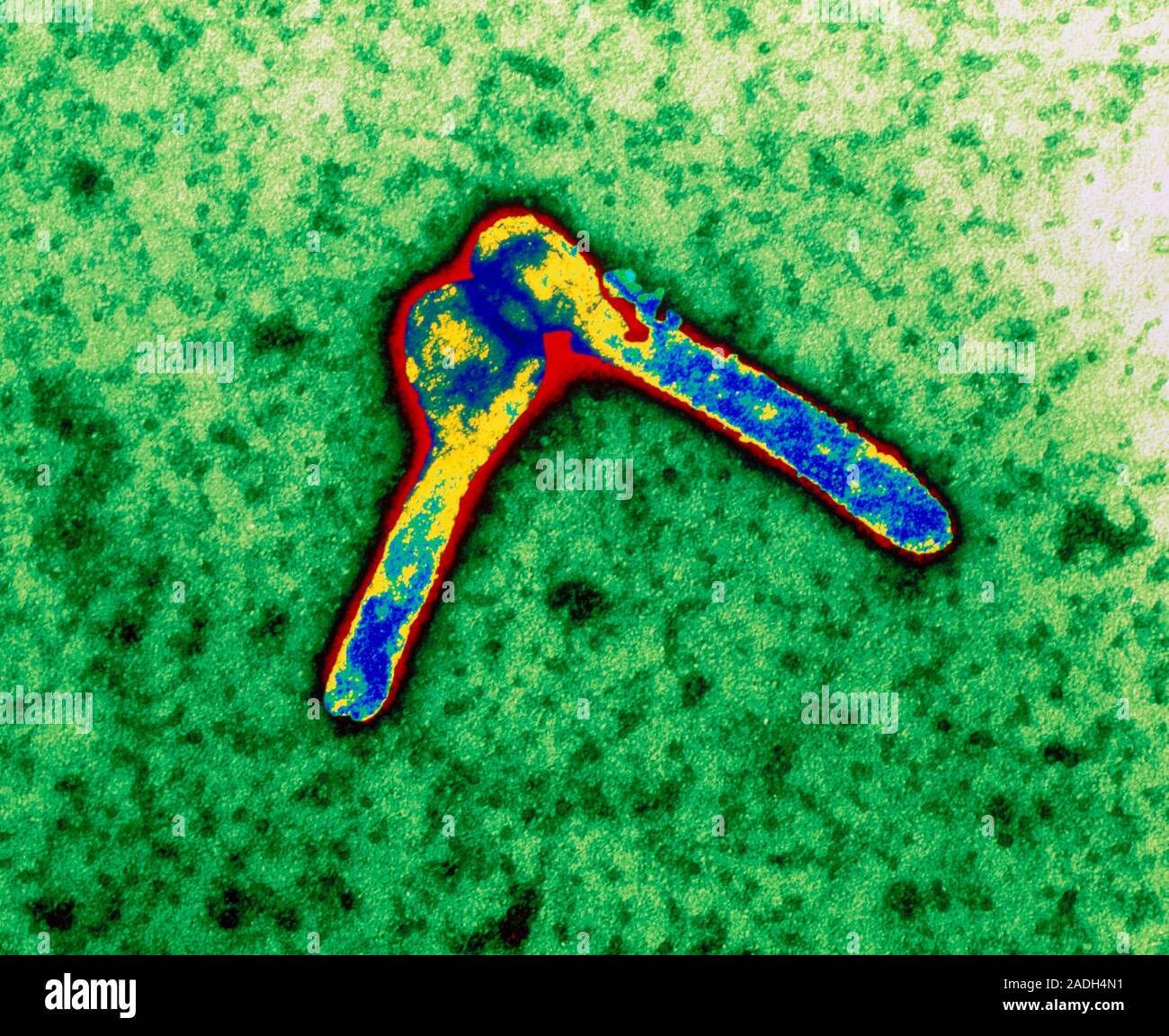 Marburg viruses. Coloured Transmission Electron Micrograph (TEM) of two ...