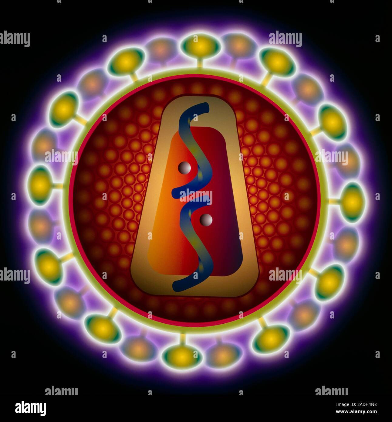 AIDS virus. Computer artwork of a cutaway through a Human ...