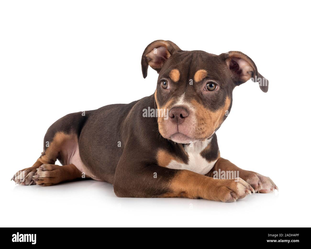 american bully in front of white background Stock Photo - Alamy