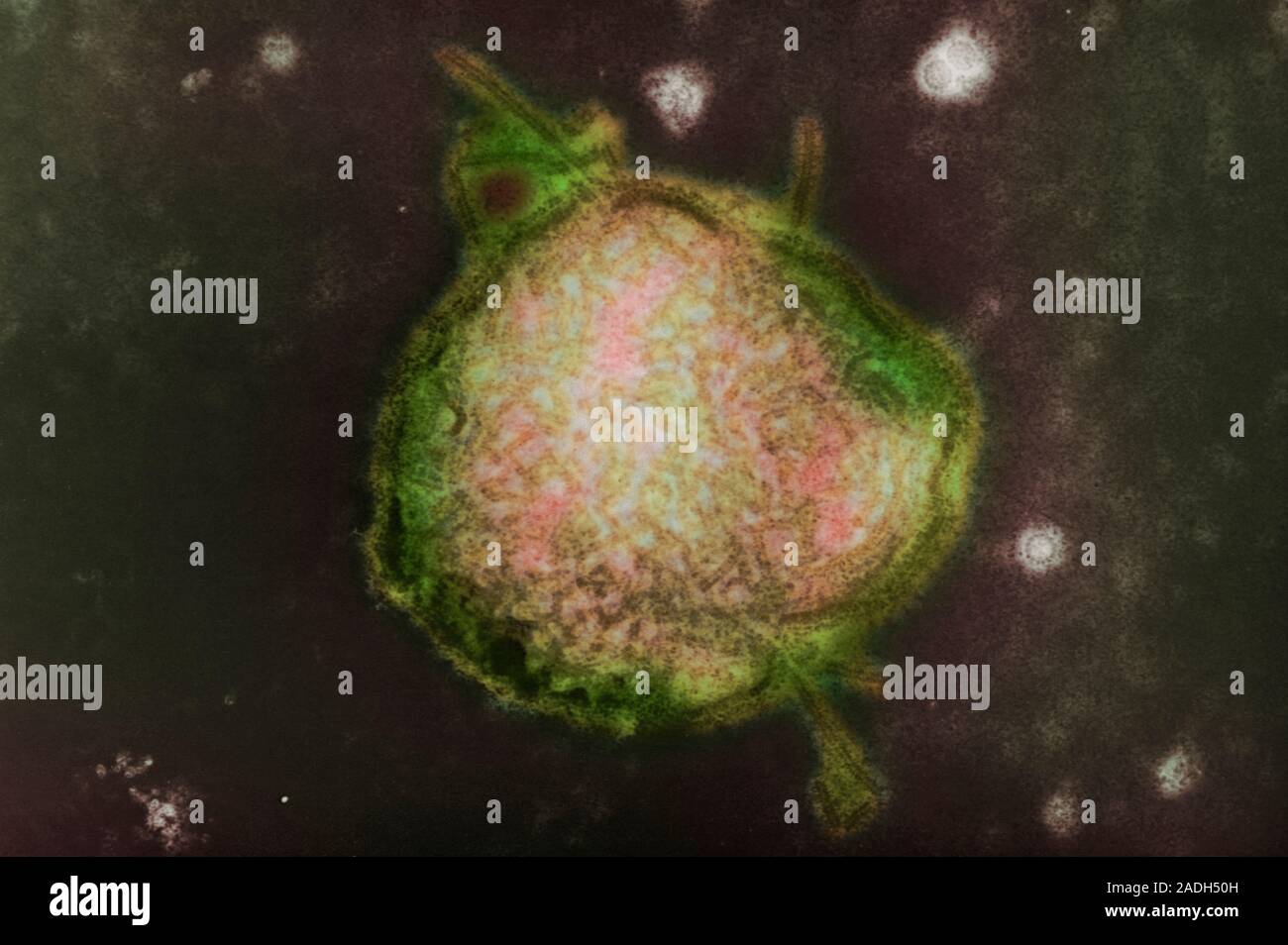 Measles virus. Coloured transmission electron micrograph (TEM) of a ... Measles virus. Coloured transmission electron micrograph (TEM) of a ...