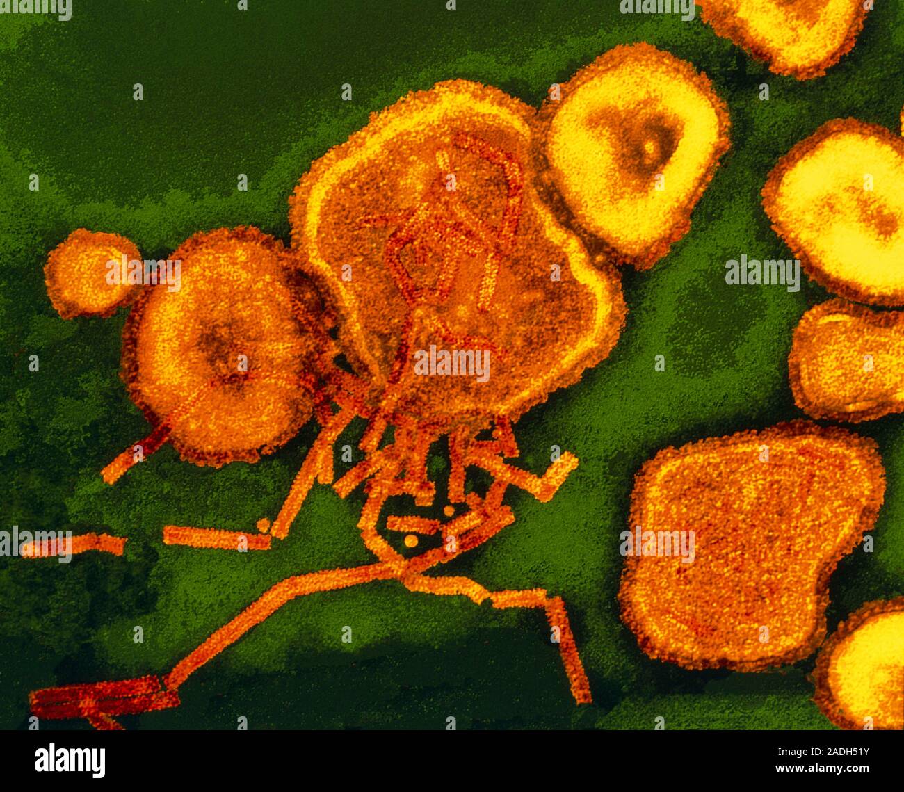 Paramyxovirus. Coloured transmission electron micrograph (TEM) of ...
