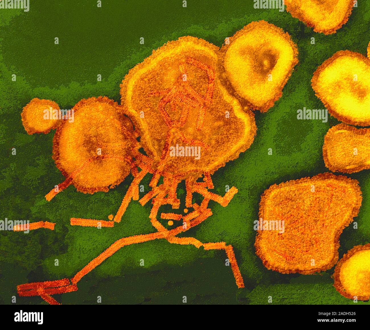 Sendai virus. Coloured transmission electron micrograph (TEM) of Sendai ...