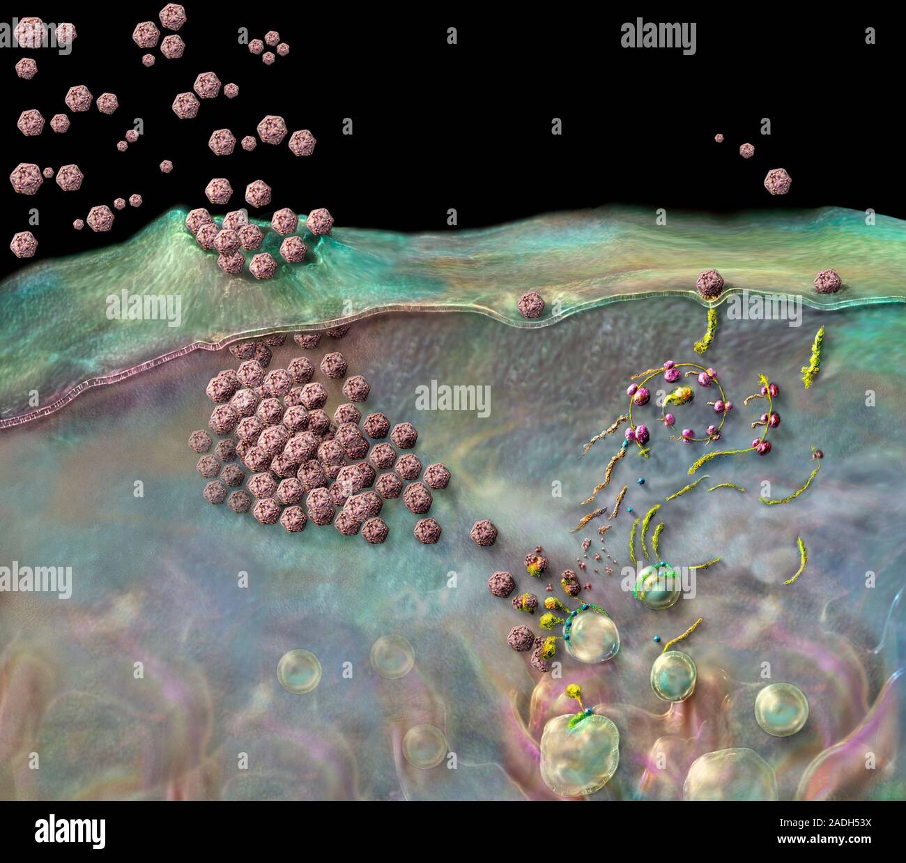 This image may not be used in educational posters Foot and mouth ...