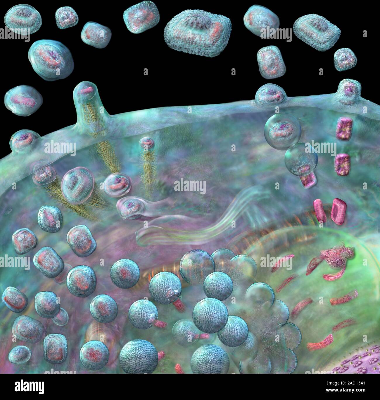 This image may not be used in educational posters Smallpox. Artwork ...