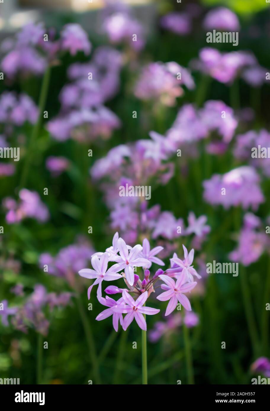 Purple a verbena flower. Flowering verbena in the spring garden ...
