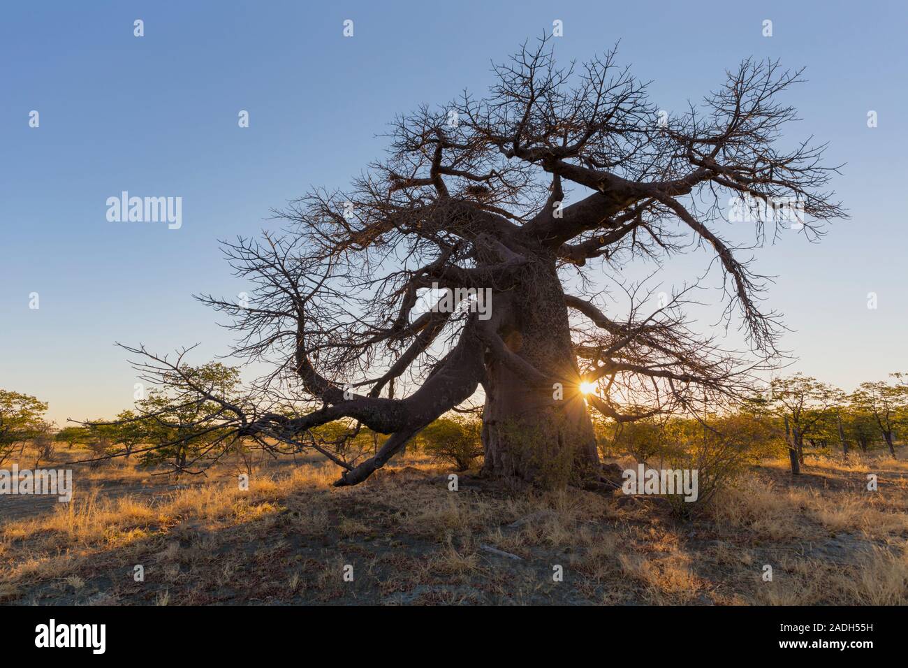 Kalahari baobab hi-res stock photography and images - Alamy