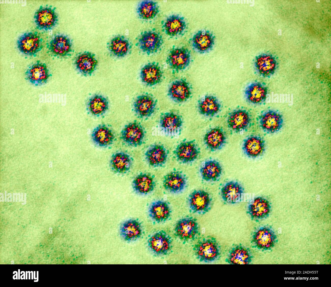 Norwalk viruses. Coloured transmission electron micrograph (TEM) of a section through several ...