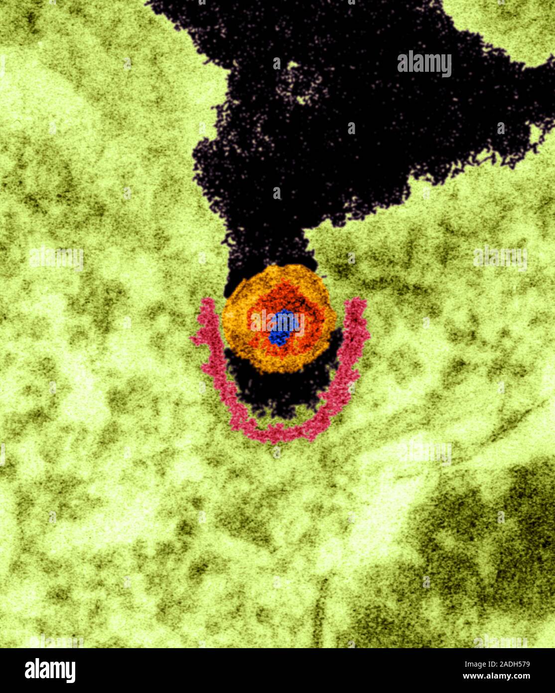 Pig retrovirus. Coloured transmission electron micrograph (TEM) of ...