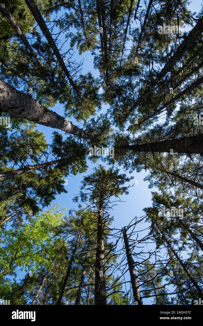 Worms eye view of pine trees Stock Photo - Alamy