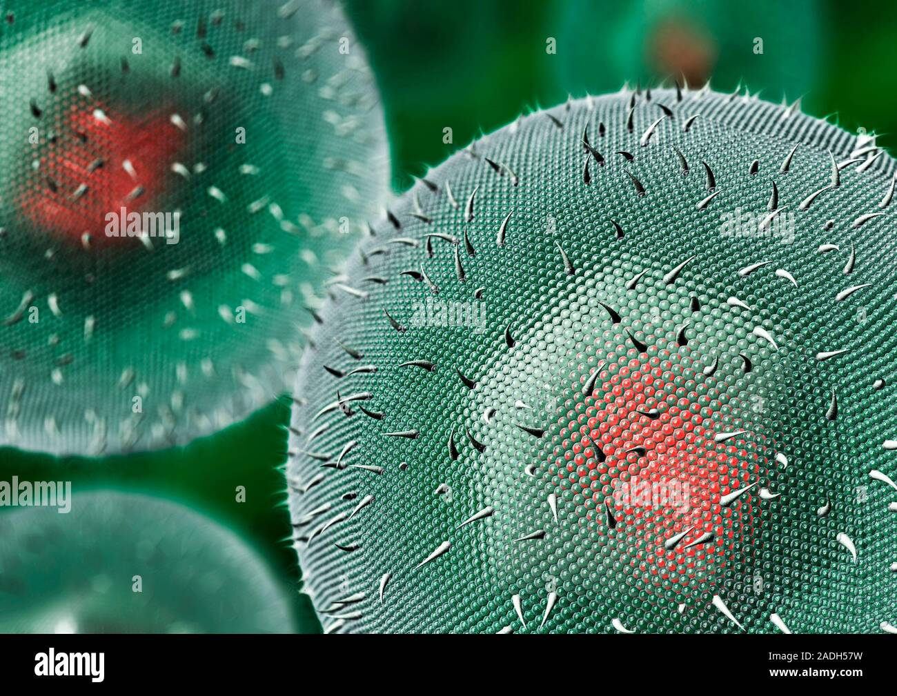 Herpes virus. Computer artwork of herpes virus particles (virions ...