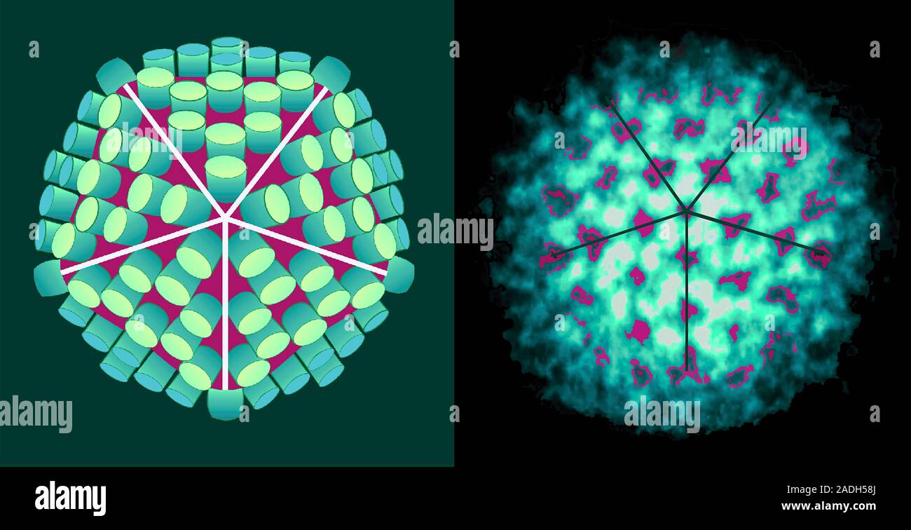 Rotavirus particle. Computer artwork (left) and coloured transmission ...