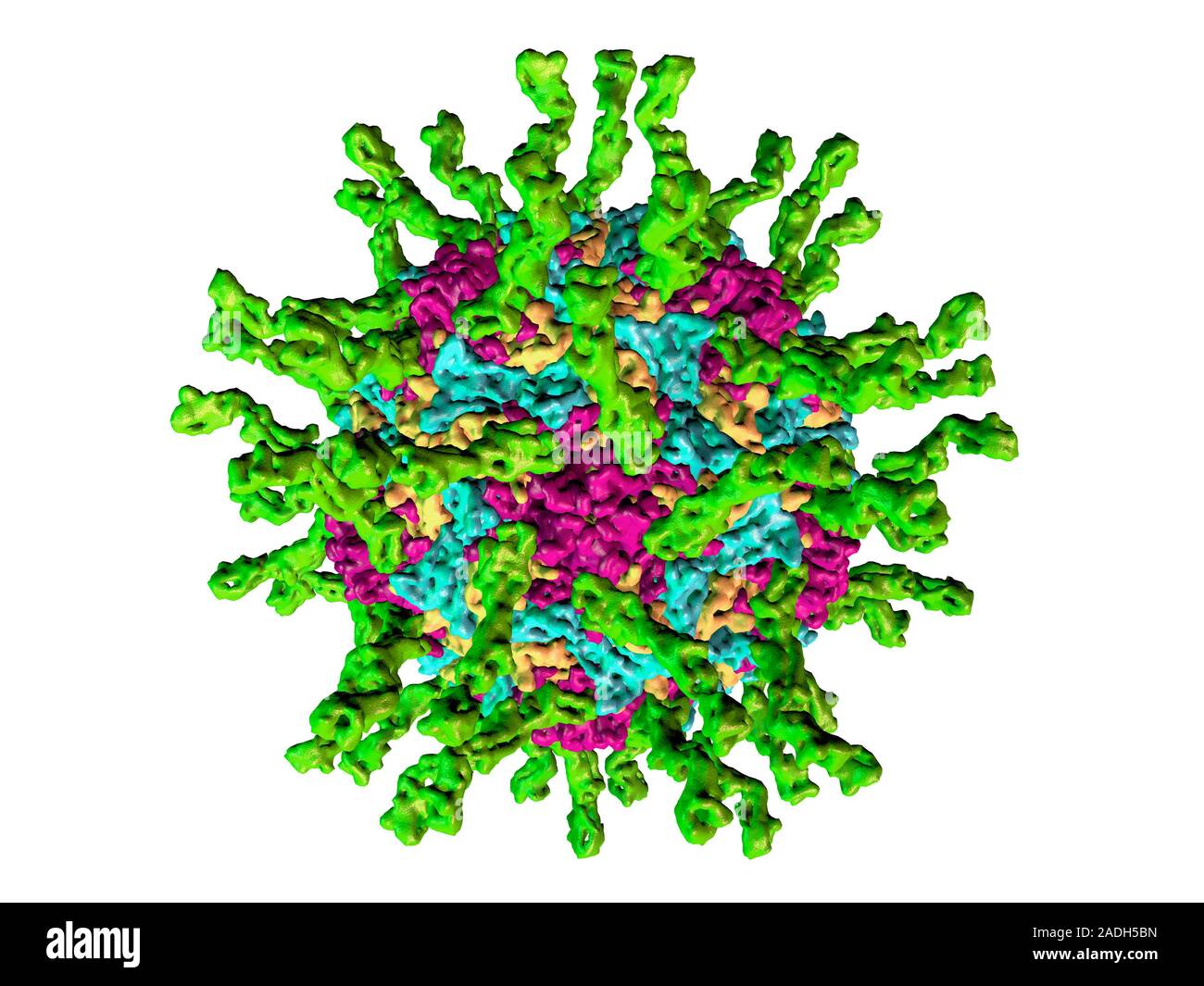 Human poliovirus particle. Computer artwork of the capsid of the human ...