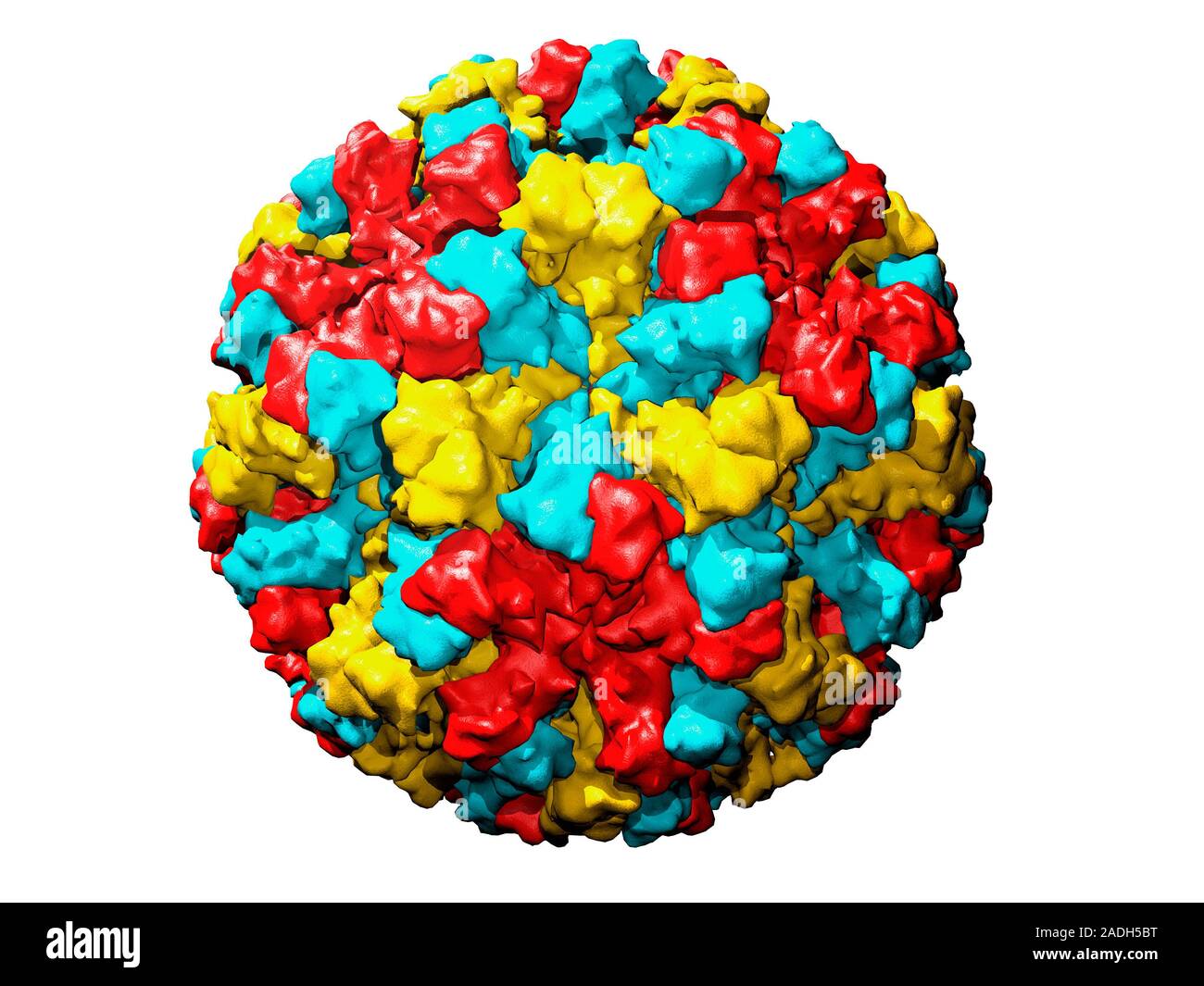 Norwalk virus particle. Computer artwork of the capsid of the Norwalk ... Norwalk virus particle. Computer artwork of the capsid of the Norwalk ...